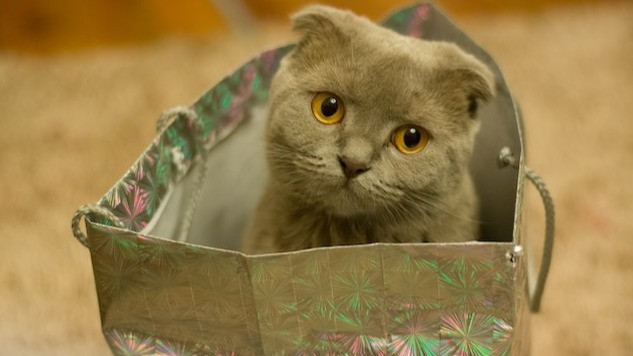 Punya Bentuk Telinga yang Unik, Berikut Karater, Sifat dan Sejarah dari ...