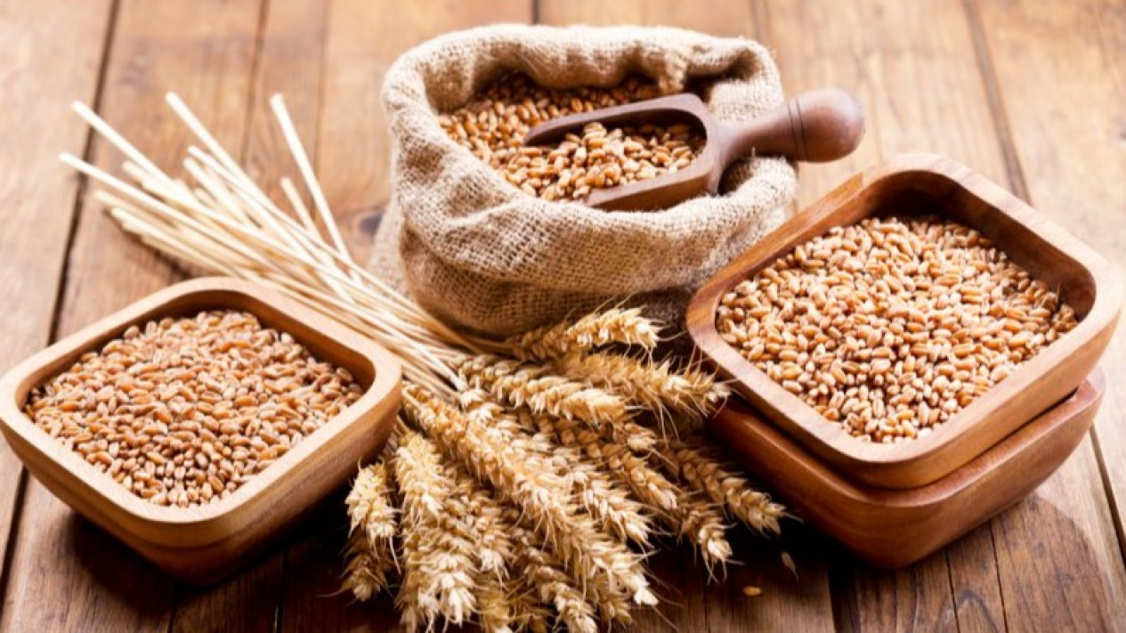 Pemerintah Impor Gandum 300 Ribu Ton Untuk Alternatif Pakan Ternak