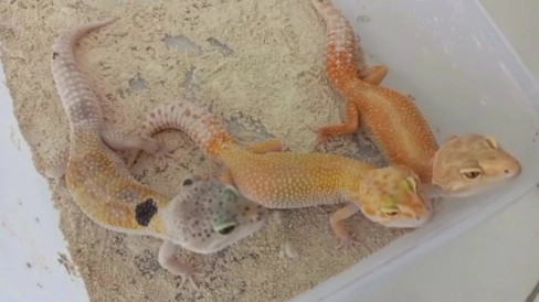 Budidaya Tokek Hias, Seorang Warga Rembang Raup Puluhan Juta per Bulan