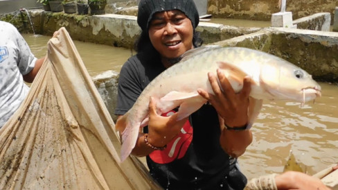 Jelang Imlek, Yuk! Lihat Budidaya Ikan Dewa di Cilongok Banyumas
