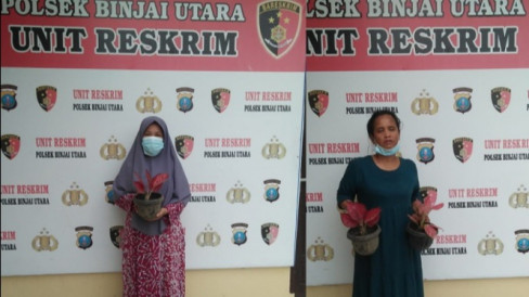 Mencuri Bunga Jenis Agronema, Dua IRT Diamankan Polsek Binjai Utara