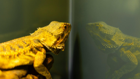 Fakta-Fakta Daur Hidup Kadal