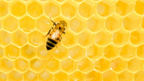 Daur Hidup Lebah dan Perannya Bagi Peradaban Manusia