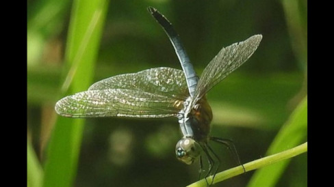 Bagaimanakah Daur Hidup Capung? Begini Ternyata Perkembangannya Mulai ...