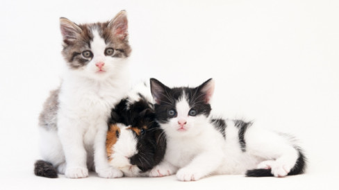 Muezza, Kucing Gemas Kesayangan Nabi SAW