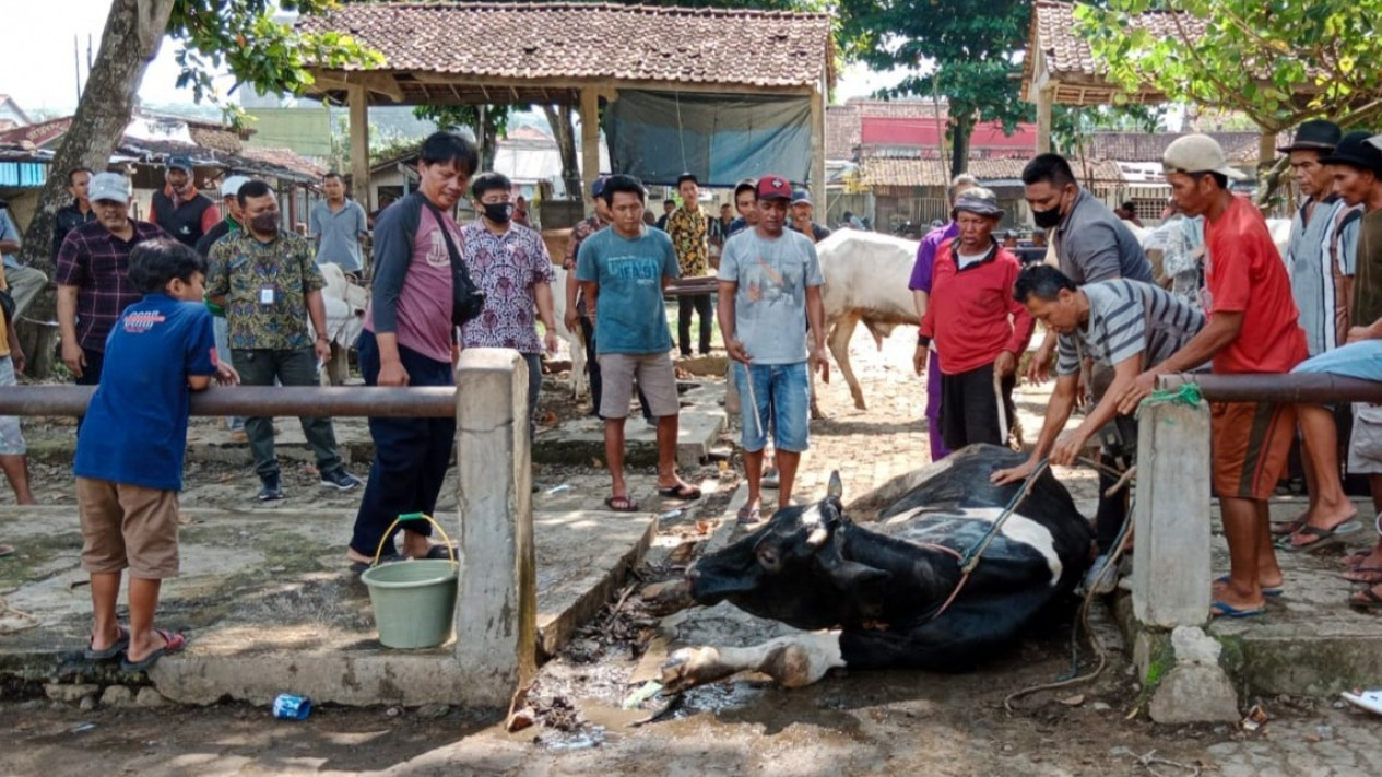 Petugas Temukan Tiga Sapi Perah Terindikasi PMK di Banyumas Petugas Temukan Tiga Sapi Perah Terindikasi PMK di Banyumas
