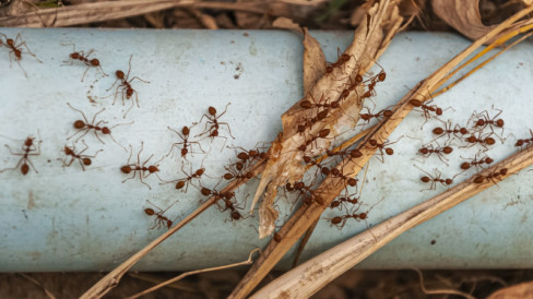 Mengenali Ciri Khusus Semut dan 3 Fakta Uniknya