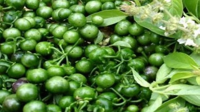 Manfaat Dahsyat Leunca untuk Kesehatan, Asam urat, Encok, Rematik ...