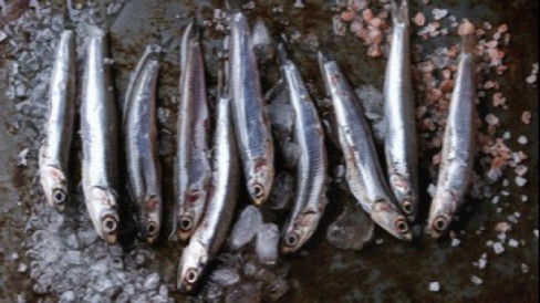 Dibalik Tubuhnya yang Kecil, Ikan Teri Baik Bagi Kesehatan Jantung dan Mata