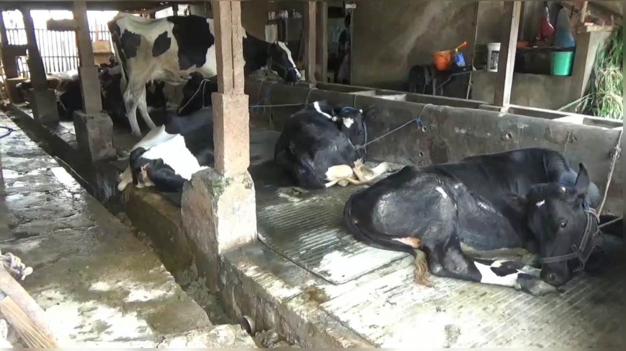 Mengganas, 1500 Ekor Sapi dalam Satu Dusun di Kota Batu Terpapar PMK