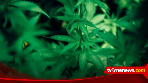 Ganja Untuk Medis, Apa Saja Manfaatnya Bagi Tubuh?