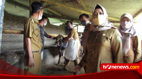 Cegah Wabah PMK, 300 Dosis Vaksin Disuntikkan ke Hewan Ternak di Bandar ...