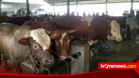 Meski Harga Tinggi, Sapi Jumbo Jenis Simental Jadi Buruan Warga Jelang ...