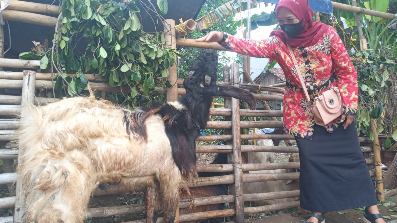 PMK Merebak, Penjualan Kambing Kurban di Kabupaten Batang Menurun PMK Merebak, Penjualan Kambing Kurban di Kabupaten Batang Menurun
