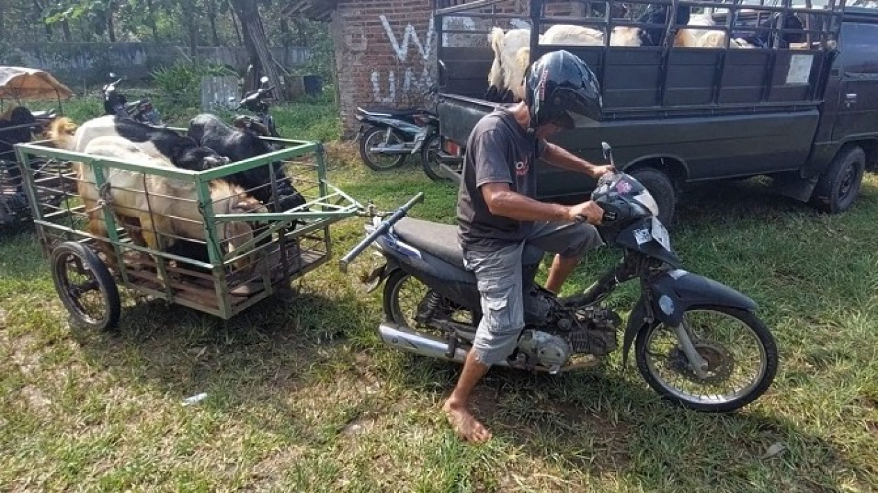 Melihat Jasa Ojek Kambing di Kudus, Banjir Orderan Jelang Idul Adha Melihat Jasa Ojek Kambing di Kudus, Banjir Orderan Jelang Idul Adha