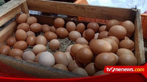 Harga Telur di Jember Tembus Rp 29 Ribu per Kilogram, Warga Buru Telur ...