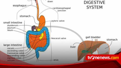 Menjaga Saluran Cerna Tetap Sehat Berdampak Pada Perkembangan Otak dan ...