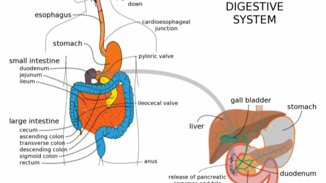 Menjaga Saluran Cerna Tetap Sehat Berdampak Pada Perkembangan Otak dan ...