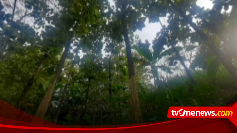 Petani Hutan Rakyat Bisa Dapat Pinjaman Modal Usaha, Pohon Bisa Jadi ...