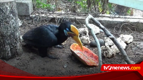 Viral Burung Endemik Julang Sulawesi Muncul di Terminal Bandara Makassar
