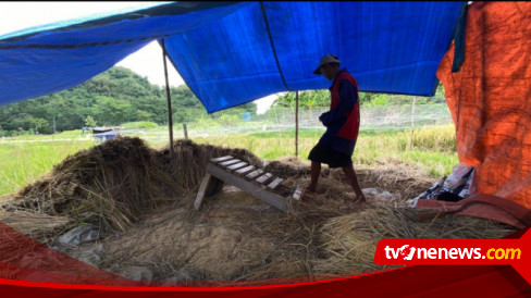 Curah Hujan Tinggi, Petani di Kabupaten Semarang Resah Sawah Siap Panen ...