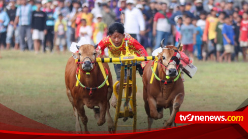 Wabah Covid-19 dan PMK Mereda, Karapan Sapi Tradisional Perebutkan ...