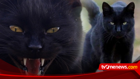 Sempat Jadi Perdebatan, Kucing Hitam Sebenarnya Bawa Sial atau Bawa ...