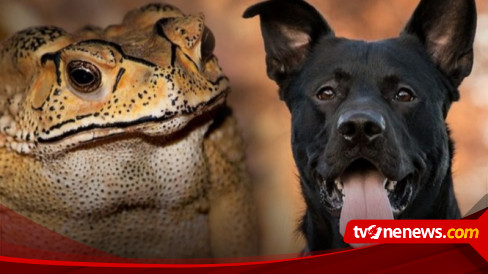 Parah Nih, 5 Orang Ini Lebih Pilih Kawin dengan Binatang, Ada yang ...