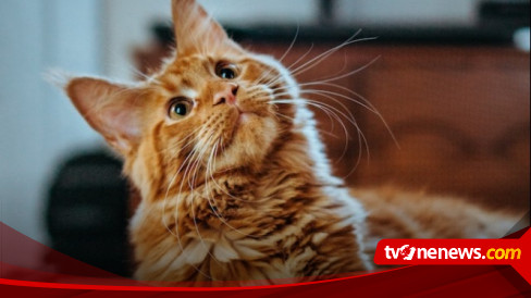 Berbeda dari yang Lainnya, Berikut 5 Ras Kucing yang Ternyata Tidak ...