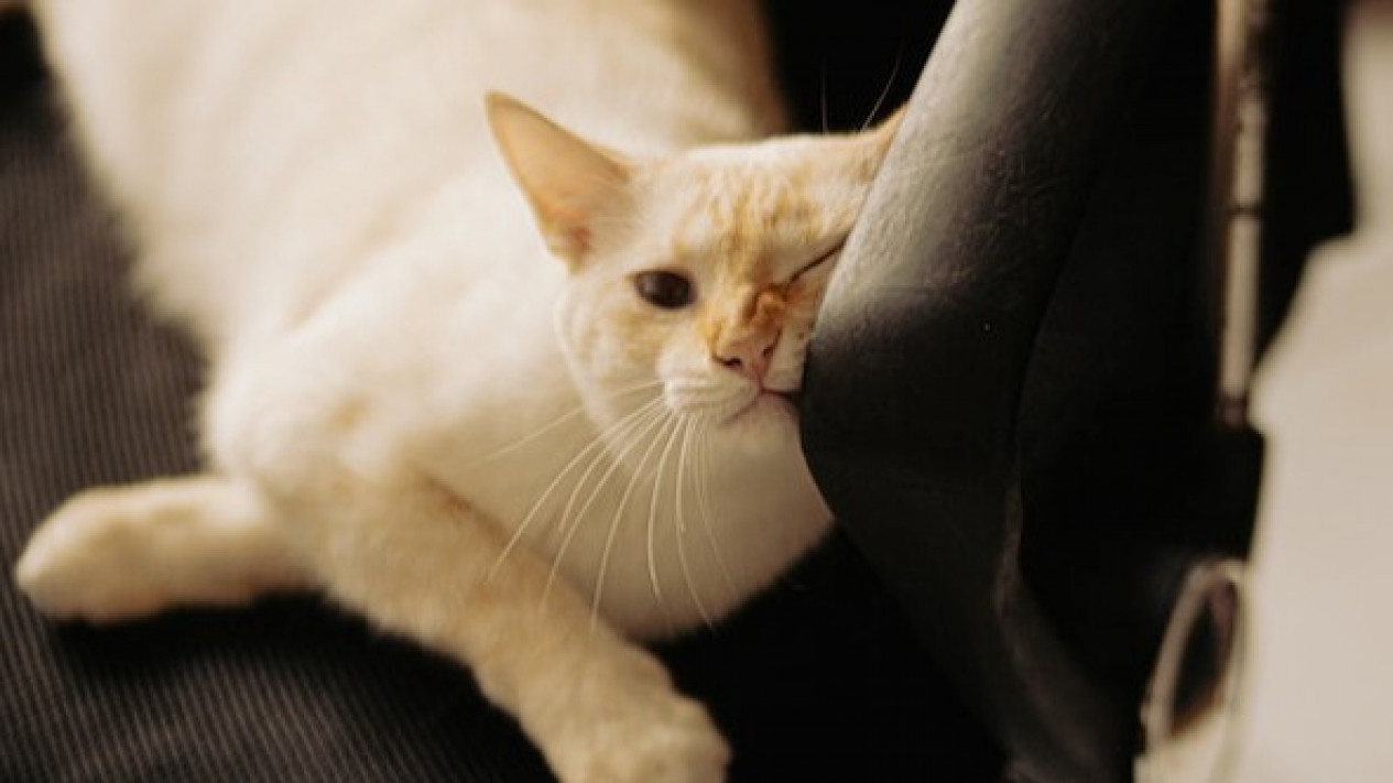 Pemilik Kucing Wajib Tahu, Inilah 5 Hal yang Ternyata Bisa Membuat Si ...