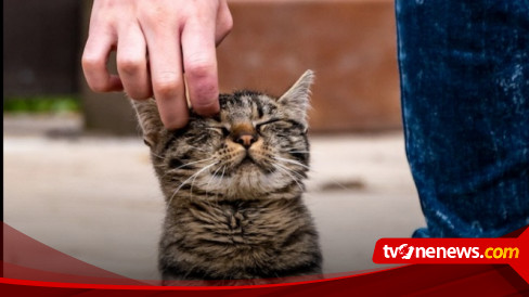 Tips untuk Para Pemilik Kucing, Tunjukan Kasih Sayangmu ke Si Anabul ...