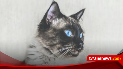 Unik dan Berbeda dari yang Lainnya, Inilah Daftar 7 Ras Kucing yang ...