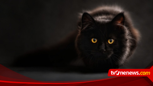 5 Mitos tentang Kucing Hitam, Ada yang Bilang Jelmaan Penyihir hingga ...