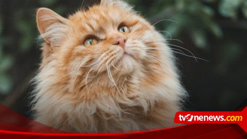 Dikenal Tangguh dan Punya Tubuh Besar, Berikut Karakter, Sejarah dan ...