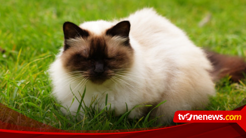 Dikenal Punya Sifat yang Manja, Berikut Karakter, Sejarah dan Cara ...