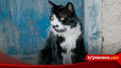 Pemilik Anabul Harus Tahu, Lakukan 5 Hal Ini untuk Membuat Umur Kucing ...