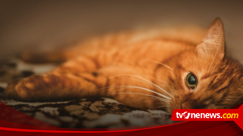 Perhatikan 4 Hali Ini Bisa Menjadi Tanda Kucing Peliharaanmu Sedang ...