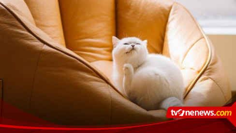 Pemilik Kucing Wajib Tahu, Inilah 5 Cara Ampuh dan Efektif untuk ...