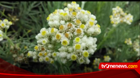 Wow! 200 Tahun Lalu Bunga Edelweiss Ditemukan di Gunung Gede Jawa Barat