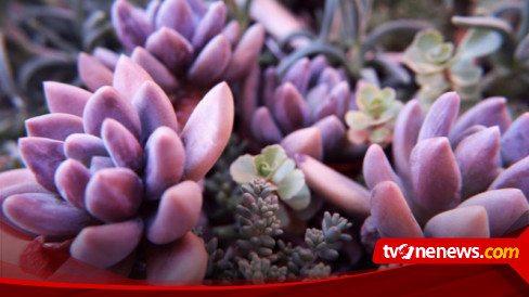 Suka Bunga dan Warna Pink? Berikut 5 Tanaman Hias Berdaun Pink yang ...