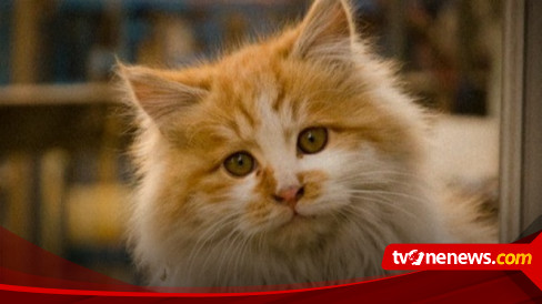 Pemilik Kucing Harus Tahu, Ternyata 5 Hal Ini Bisa Jadi Penyebab ...