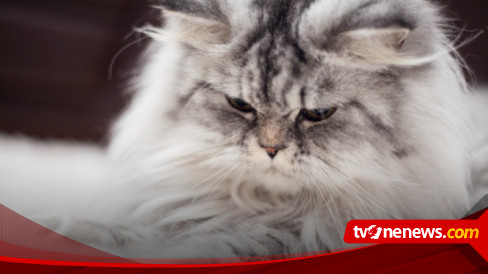 Pemilik Kucing Harus Tahu, Perhatikan 3 Hal Ini yang Bisa Jadi Tanda Si ...