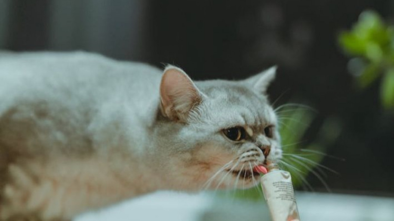 Lewat "Snack Time" Bangun Interaksi dengan Kucing Peliharaan