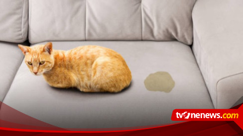 Cat Lovers Wajib Tahu, Inilah 6 Cara Ampuh untuk Mengatasi Kucing yang Suka Buang Air Kecil ...