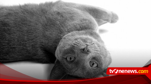 Jadi Salah Satu Ras Kucing Tertua dan Paling Murni, Berikut Karakter ...