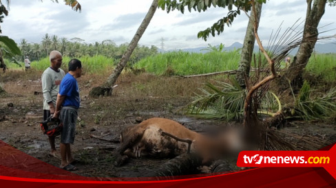 Hujan Deras dan Angin Kencang sejak Sore, Seekor Sapi Ditemukan Mati ...