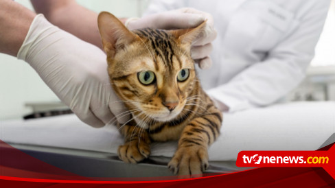 Berikut Merupakan Cara Mudah dan Ampuh untuk Mengetahui Apakah Kucing ...