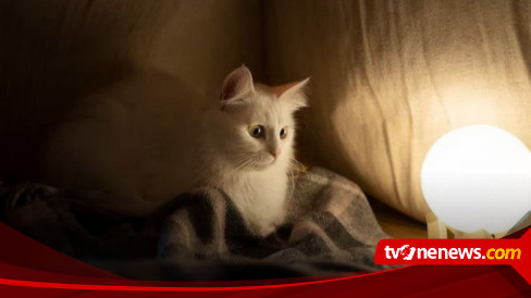 Pencinta Kucing Harus Lakukan "Steril" Demi Kesehatannya