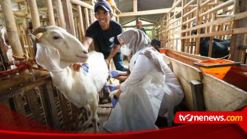 Melirik Peternakan Kambing Etawa di Lereng Raung, Banyuwangi, Tren ...