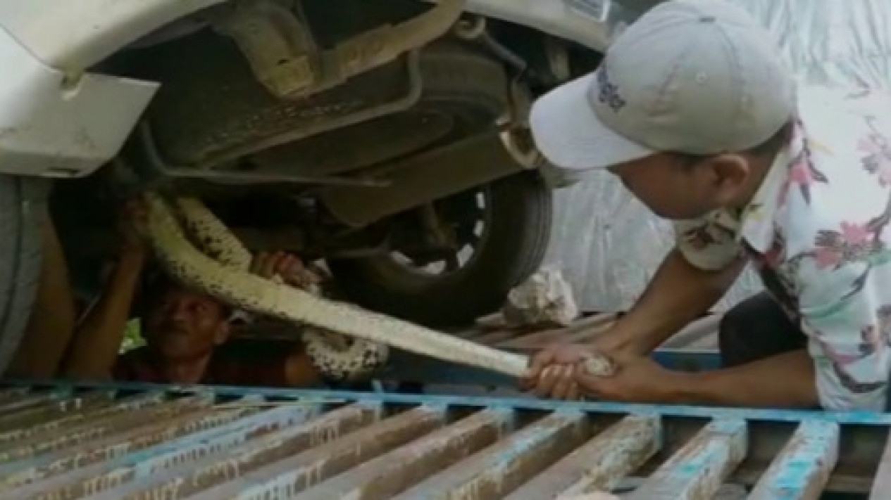 Seekor Ular Sanca Melilit di Sasis Mobil, Kantor Samsat Bangkalan ...